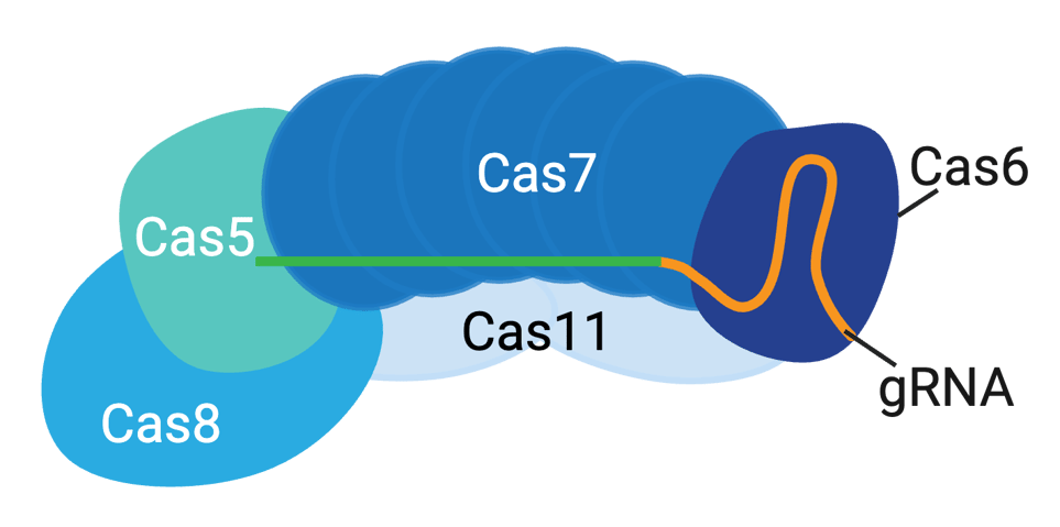 Degrading DNA with Cascade-Cas3